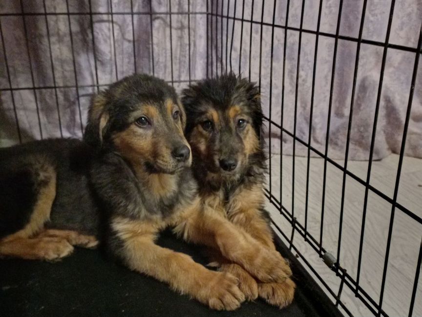 Щенята ищут дом