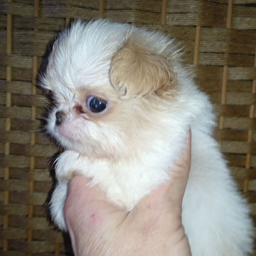 Японский хин