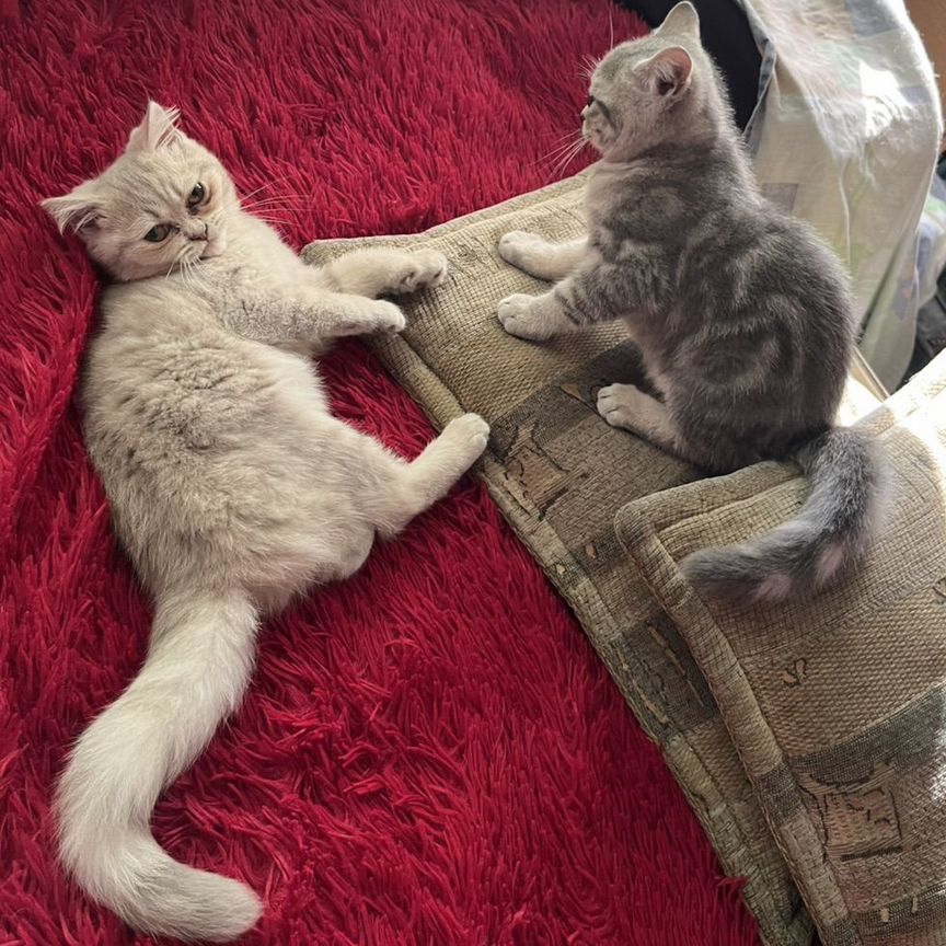 Британские котята