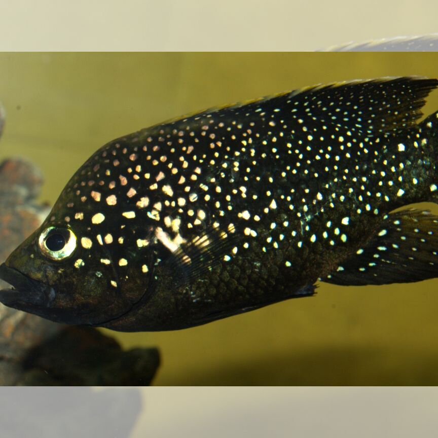 Паратиляпия поллени малек