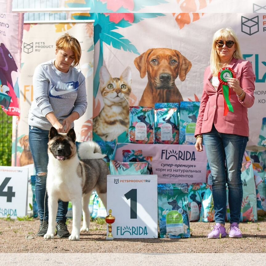 Американская акита