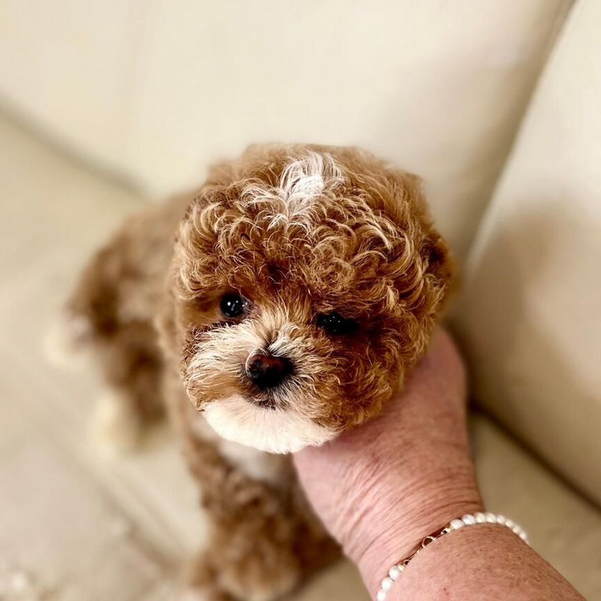 Тикап пудель мальтипу пушон