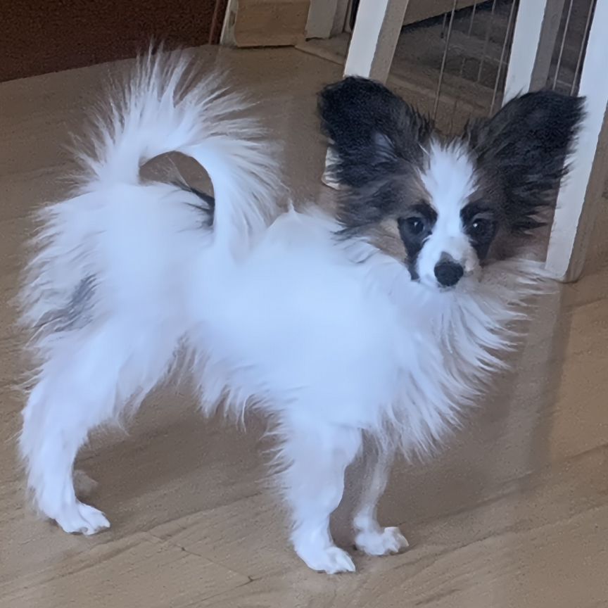 Континентальный той-спаниель папильон, щенок