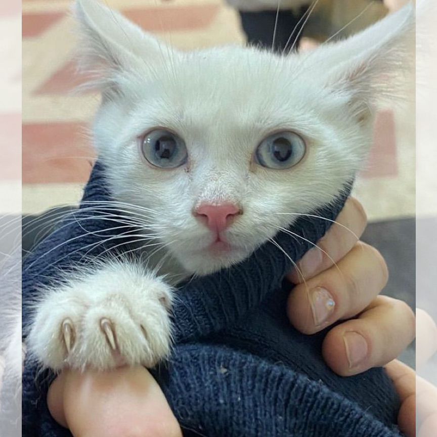 Отдам котенка в добрые руки