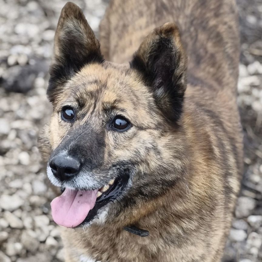 Взрослая собака в добрые руки