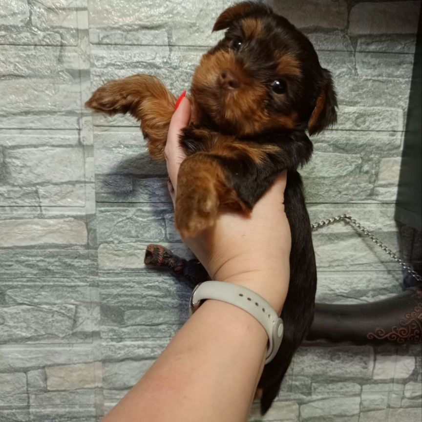 Йоркширский терьер, щенок