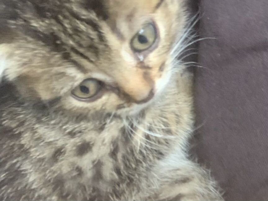 Котята шотладские бесплатно