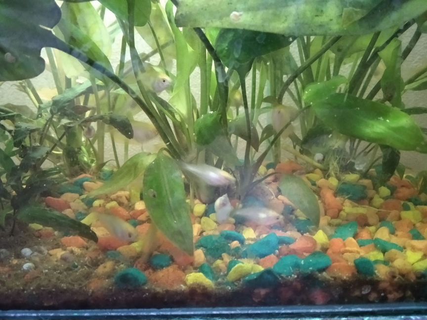 Аквариумные рыбки гурами