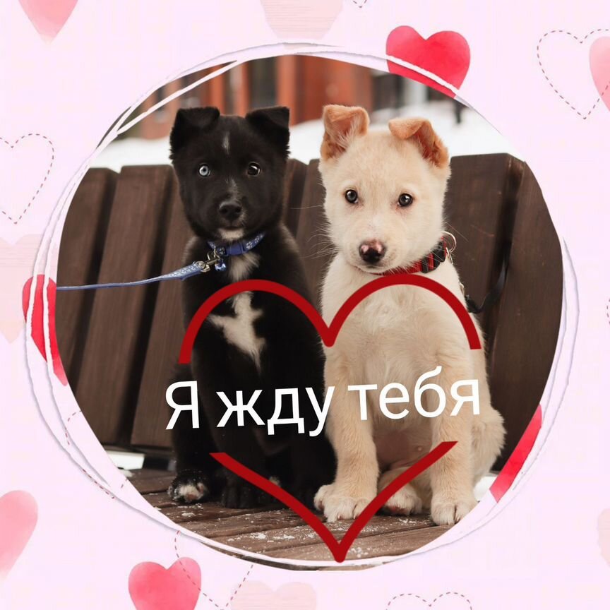 Щенок мальчик и девочка в добрые руки