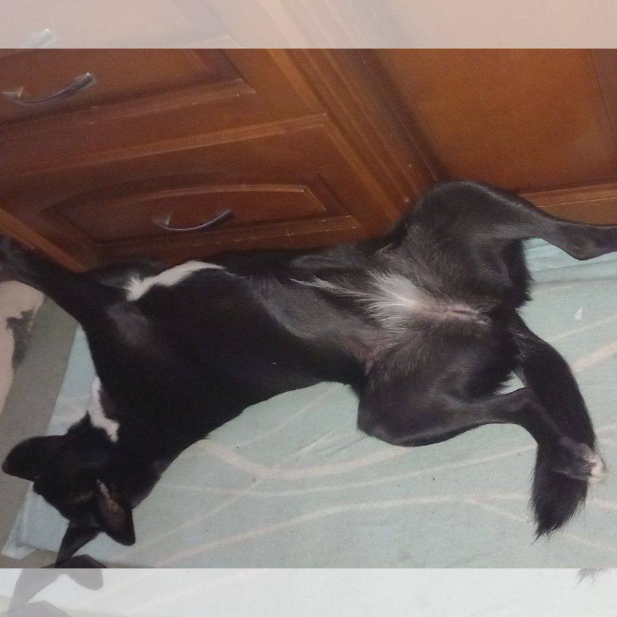 Взрослая собака в добрые руки