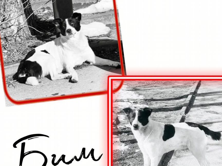 Друг ищет семью