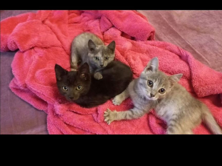 Котятки ищут дом