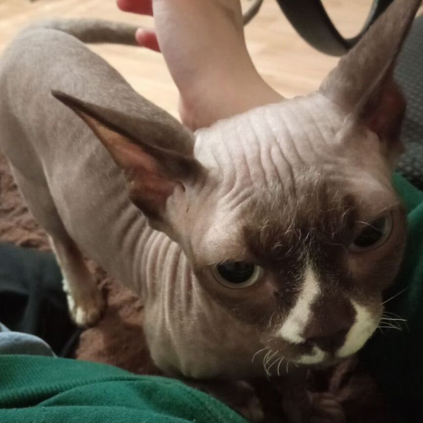 Канадский сфинкс, взрослая кошка