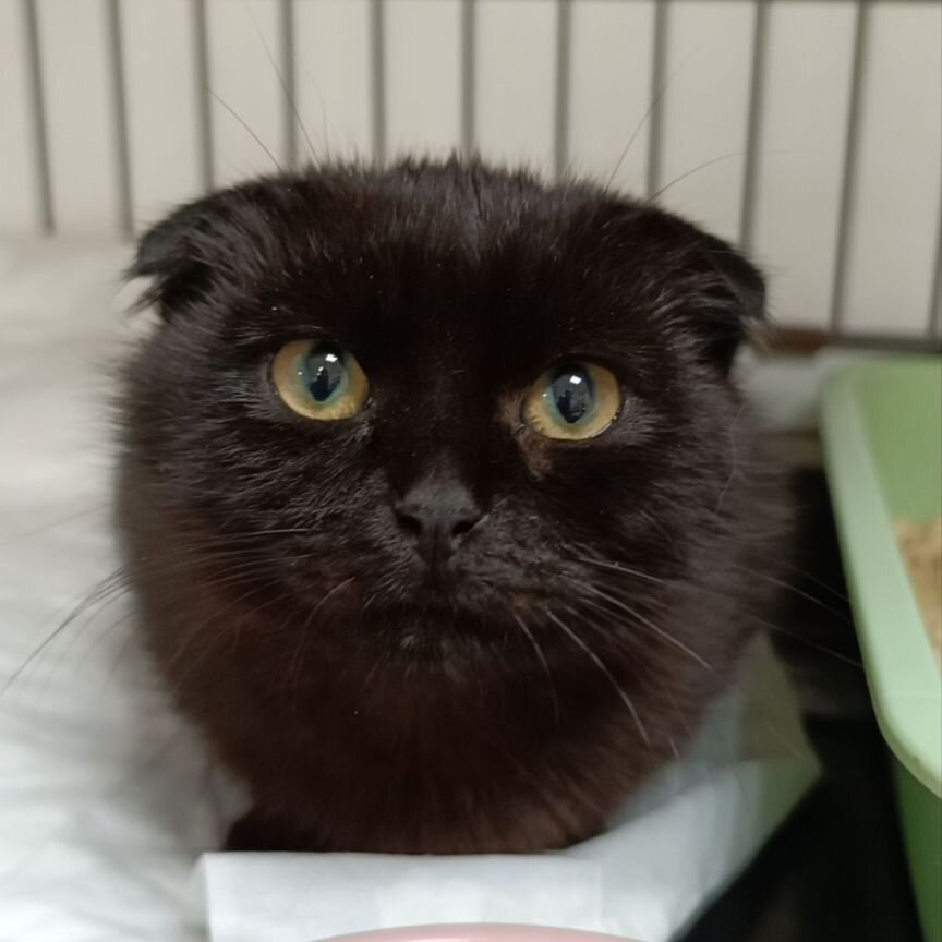 Котёнок Ролекс ищет семью