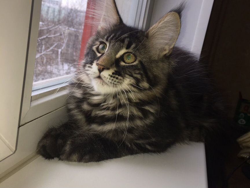 Котята мейн-кун