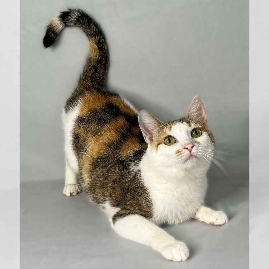 Черепаховая кошка Злата