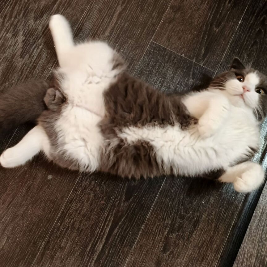 Шотландский котик 7 месяцев