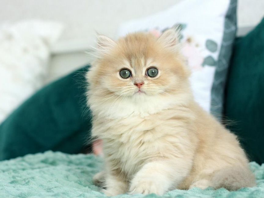 Британский лиловый котёнок