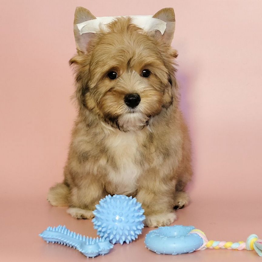 Русская салонная собака, щенок