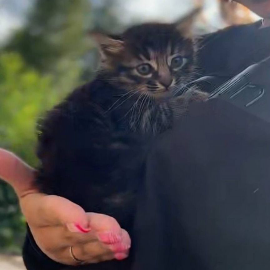 Котята бесплатно