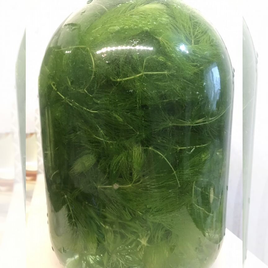 Водоросли для аквариума