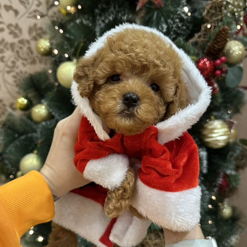 Той-пудель мини РКФ