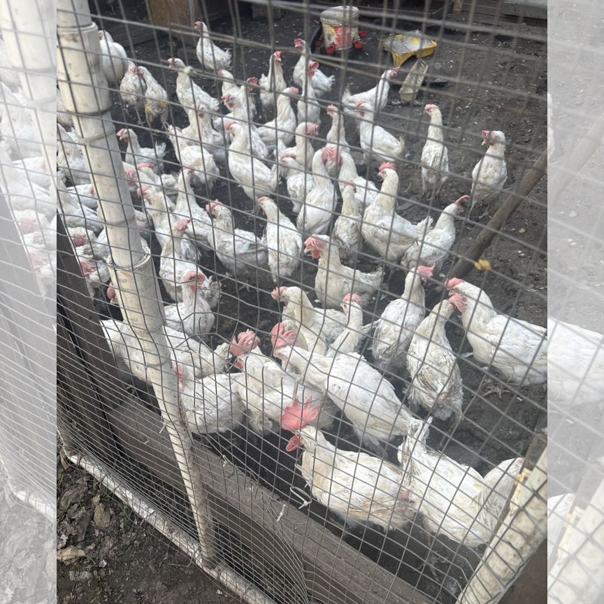 Куры несушки продам