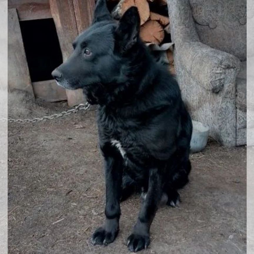 Взрослый пёс в добрые руки