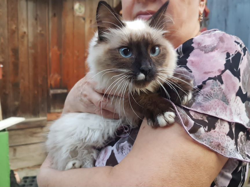 Нужна передержка котику-подростку