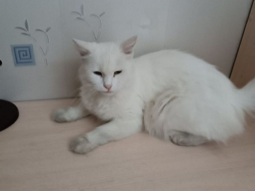 Сибирская кошка