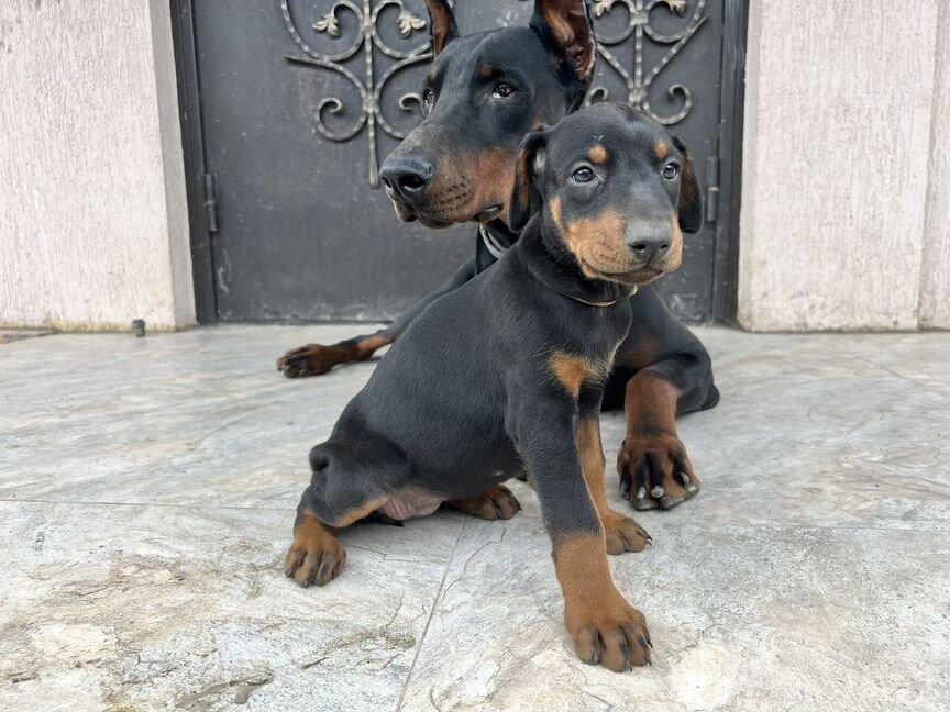 Доберман случка