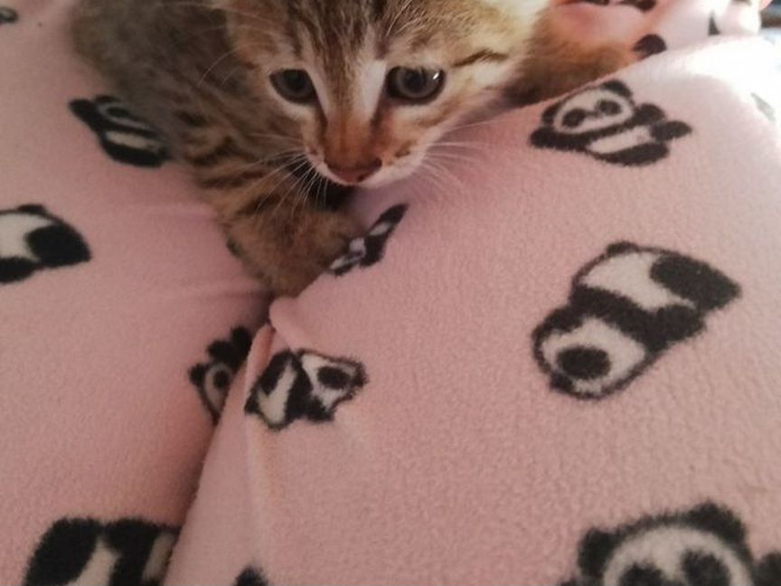 Котёнок