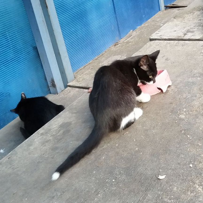 Котики бесплатно в добрые руки