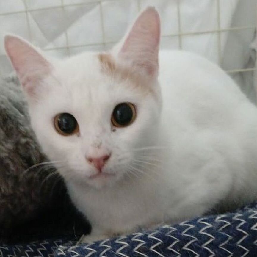 Белая кошечка в дар