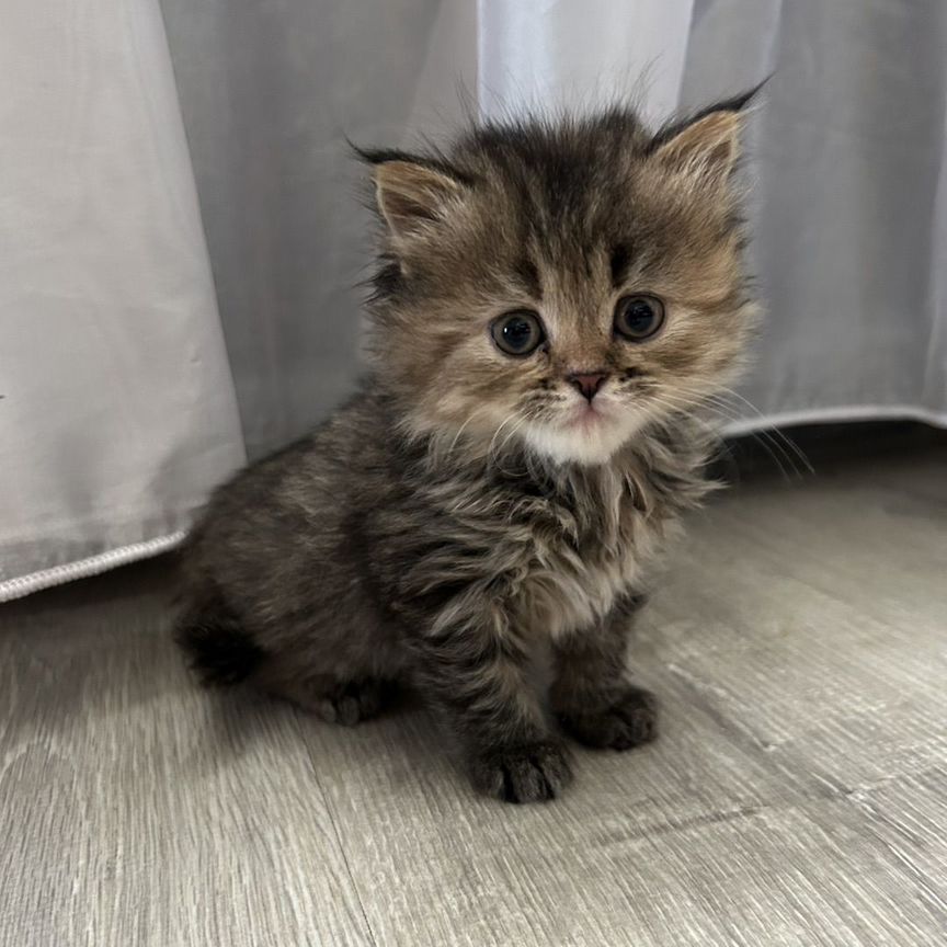 Продаю котенка