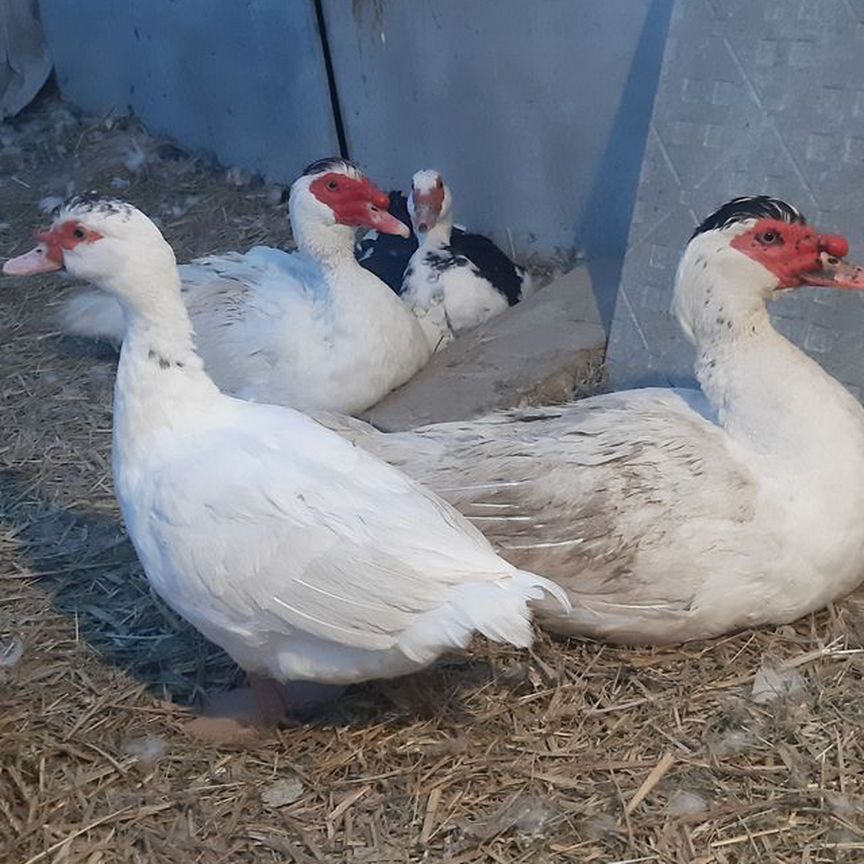 Селезни мускусной утки