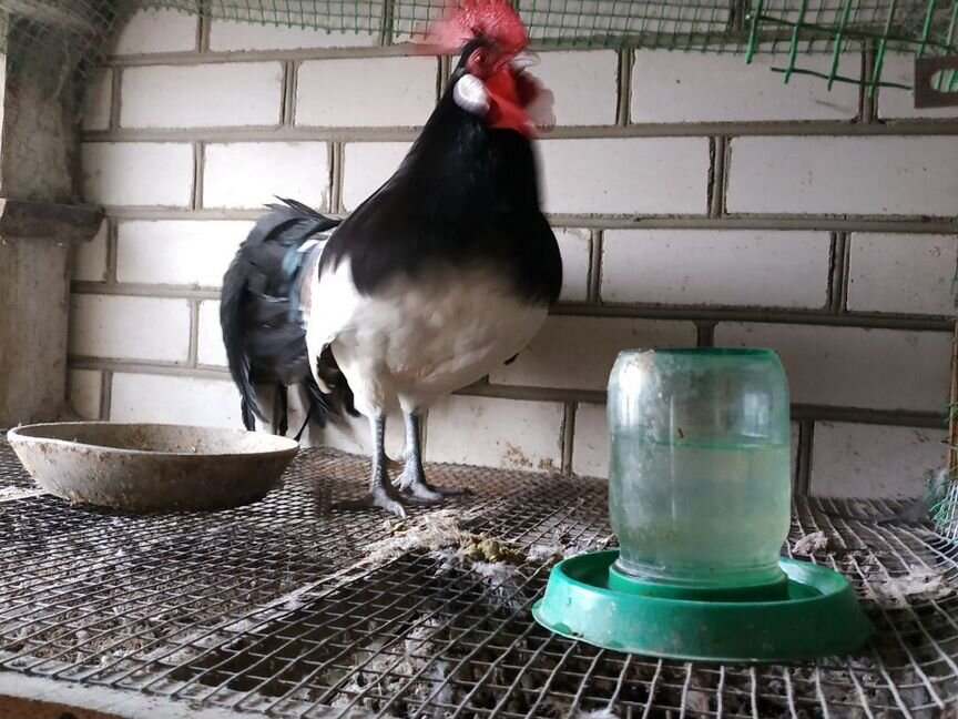 Петух породы Лакенфельдер