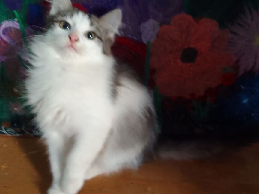Котёнок мальчик чёрно-белый сибирской породы