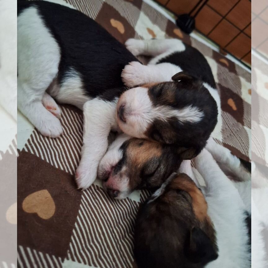 Фокстерьер, щенок