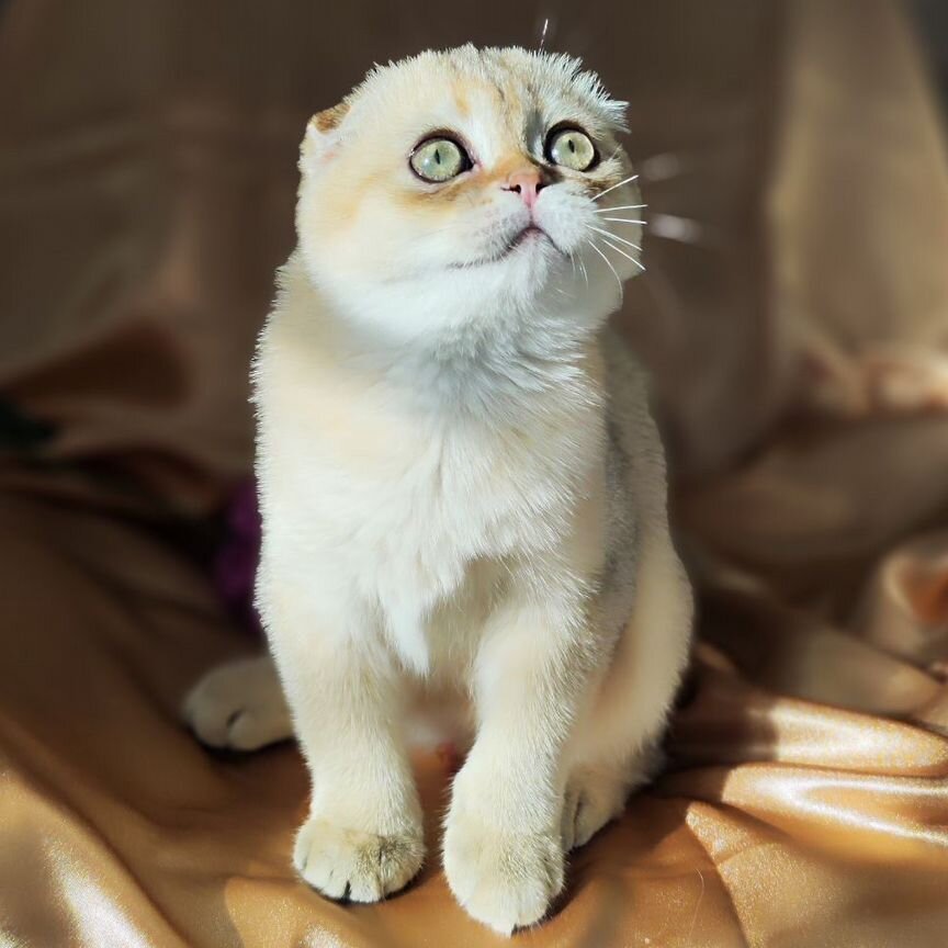 Шотландская кошечка с документами