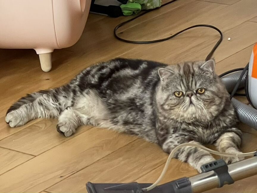 Экзот - богатырь (в любимцы)