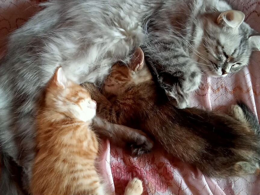 Отдам в добрые руки