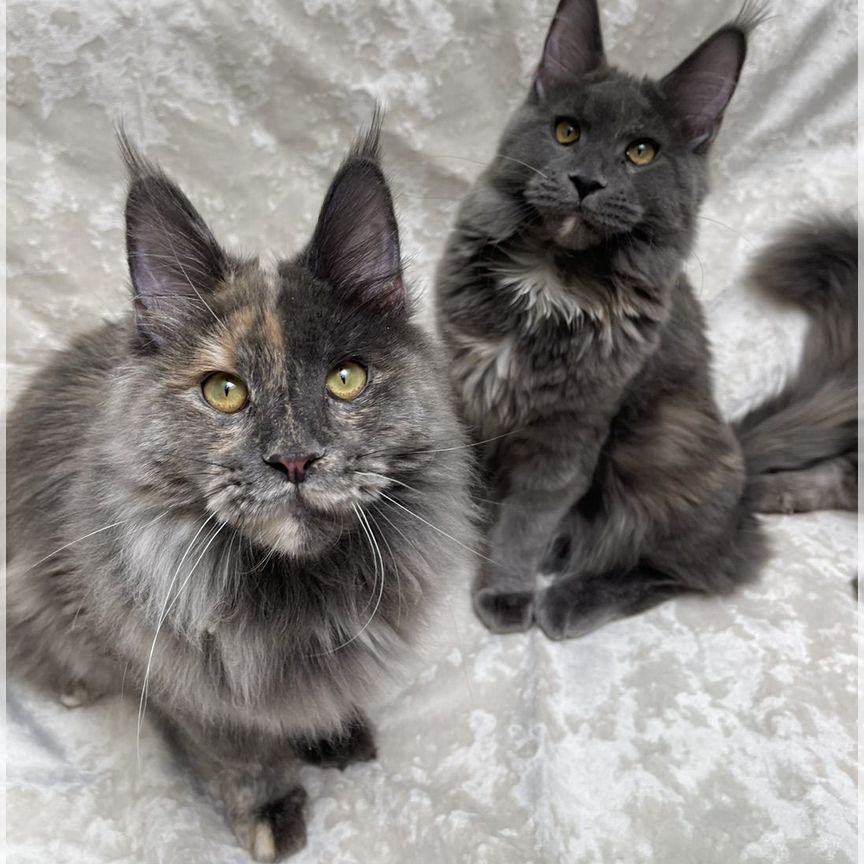 Мейн-кун котёнок