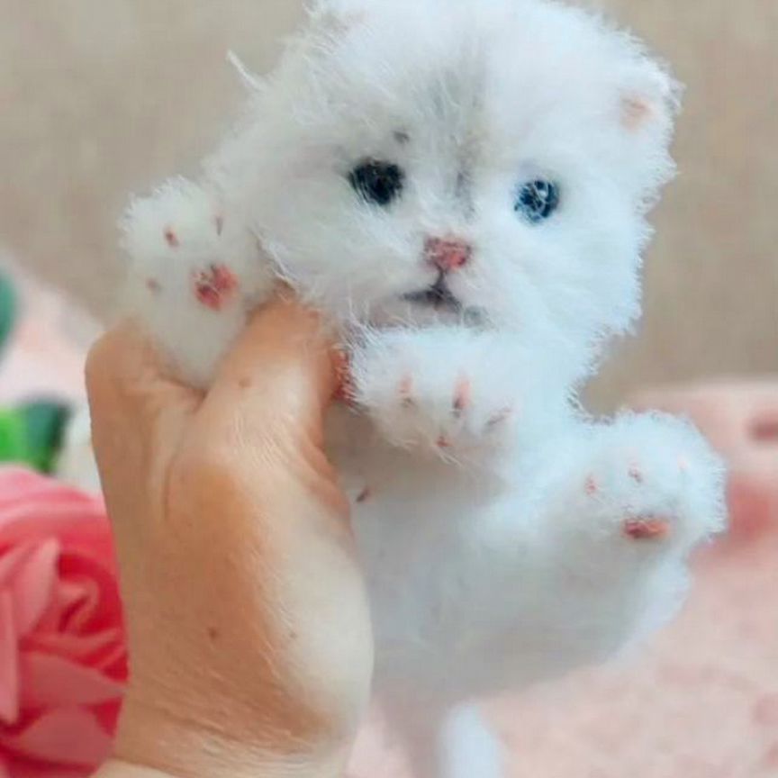 Котёнок В подарок