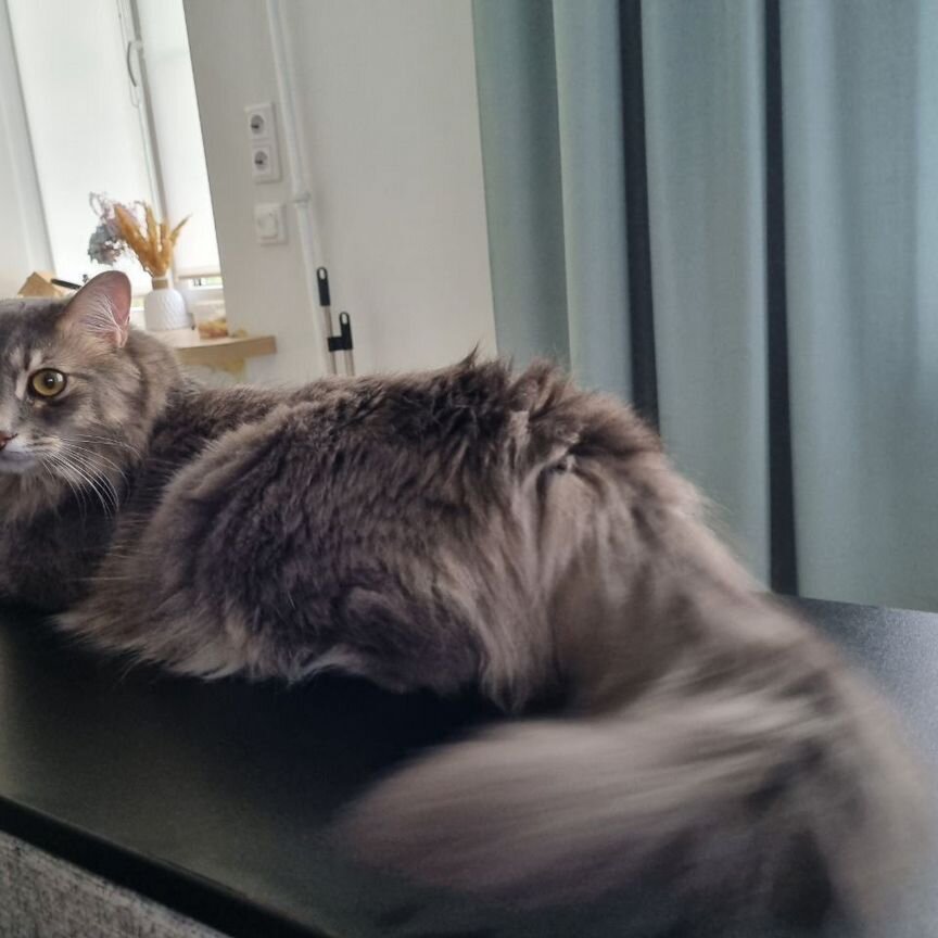 2 милых кота в добрые руки