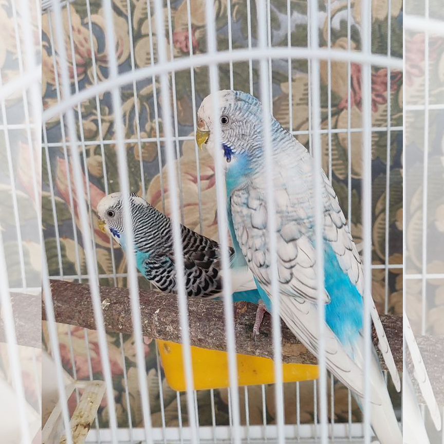 2 волнистых попугайчика с клеткой