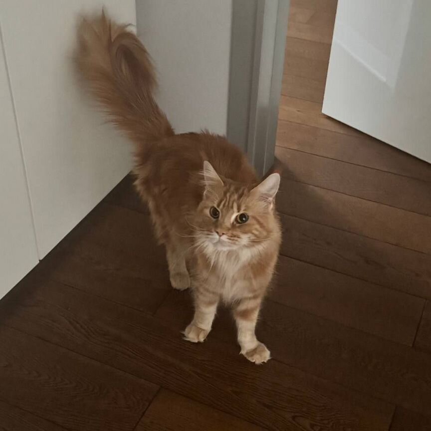 Кошка на вязку мейн кун