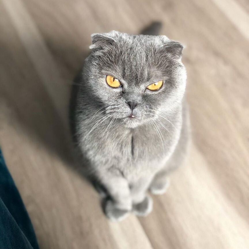 Шатланская вислоухая кошка