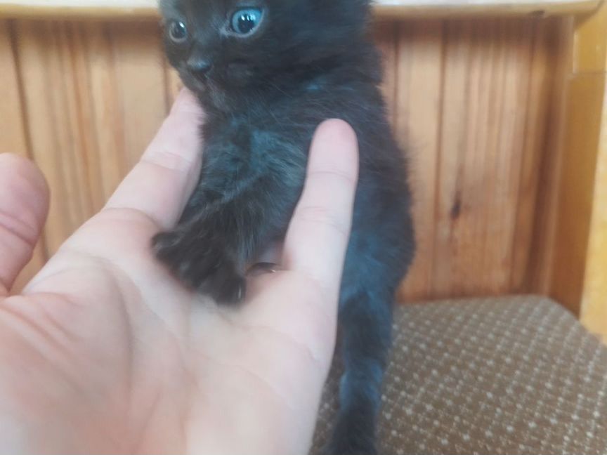 Отдам бесплатно животные