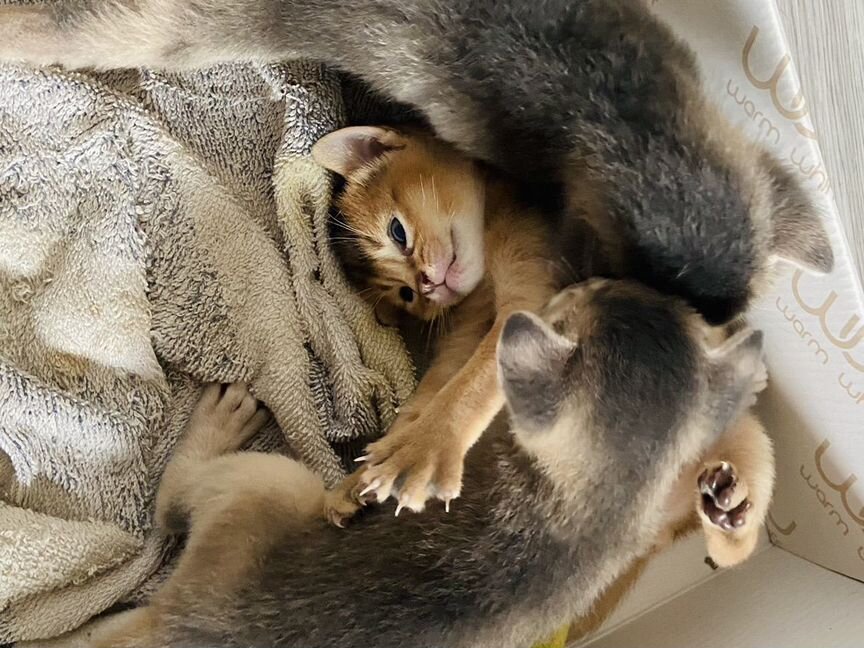 Аббисинские котята